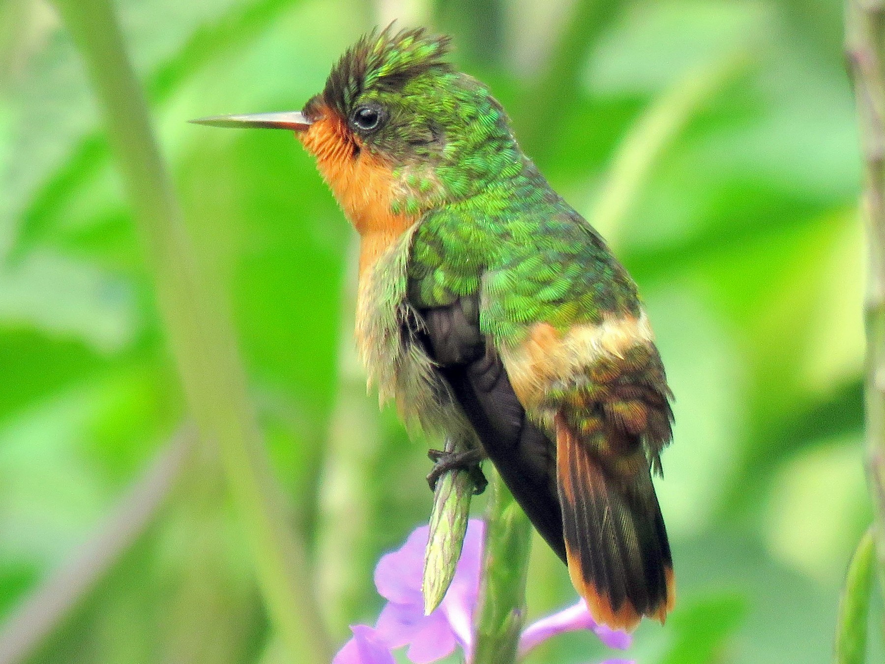 Tufted Coquette - eBird