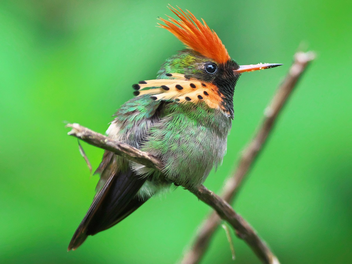 Tufted Coquette - Lophornis ornatus - Birds of the World