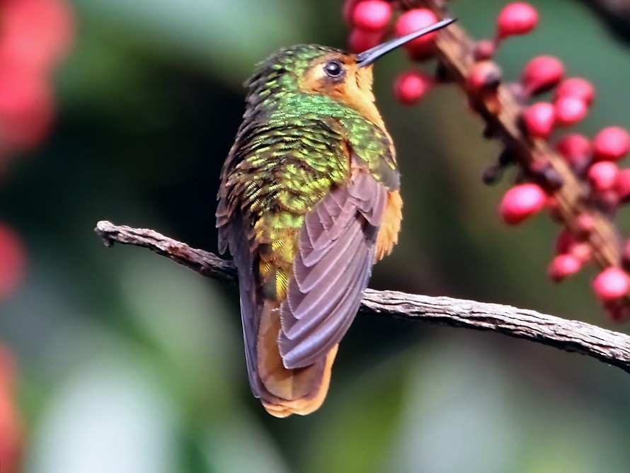 Rufous-breasted Sabrewing - eBird
