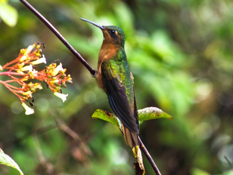 Rufous-breasted Sabrewing - eBird