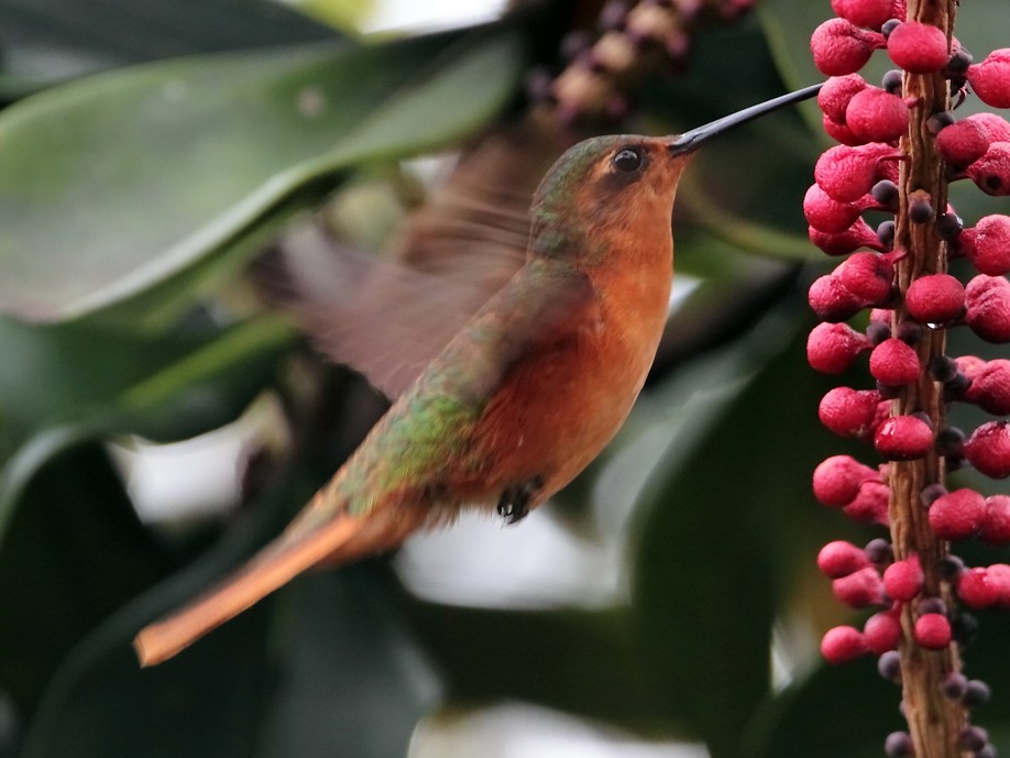 Rufous-breasted Sabrewing - eBird