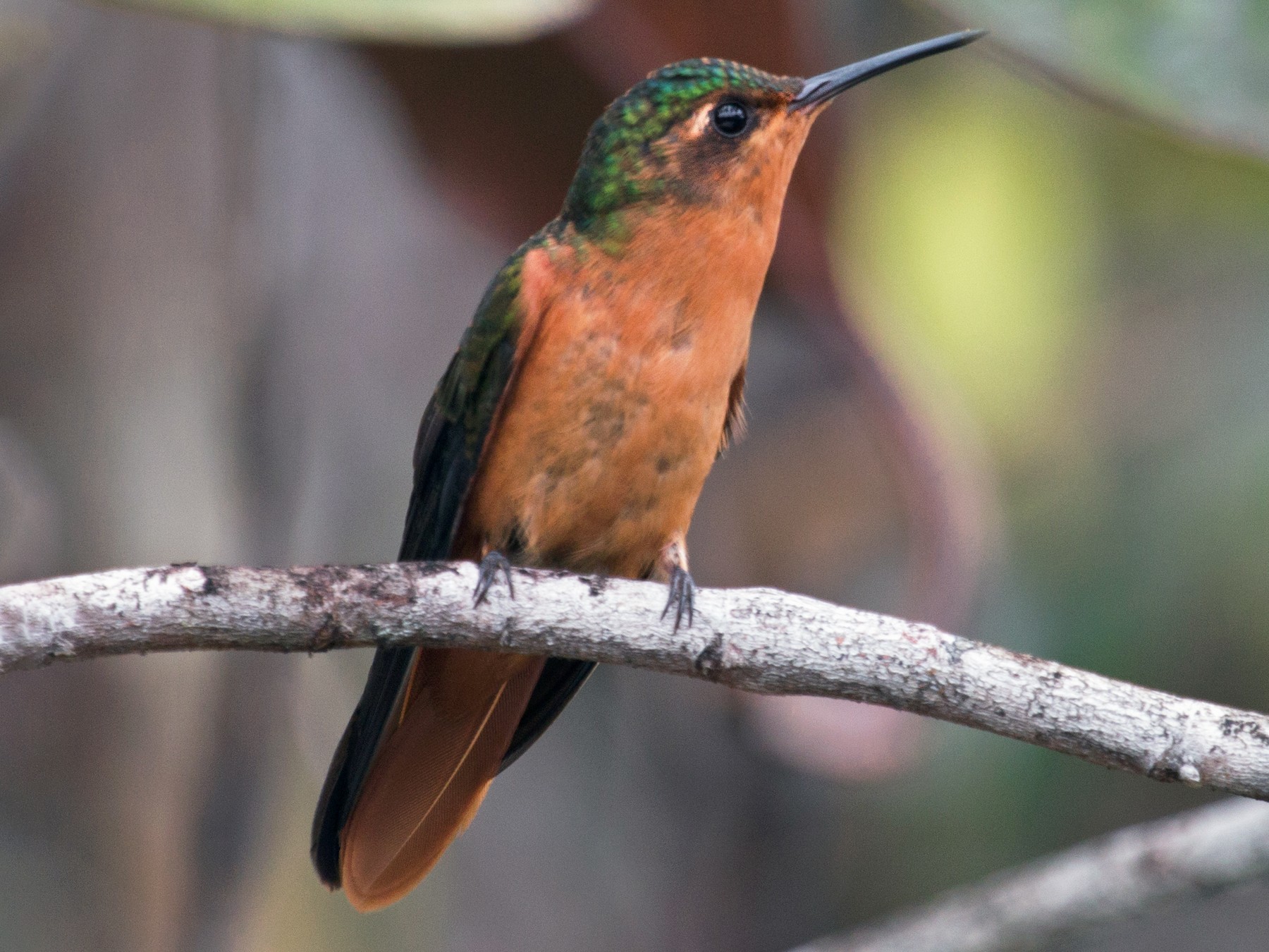 Rufous-breasted Sabrewing - eBird