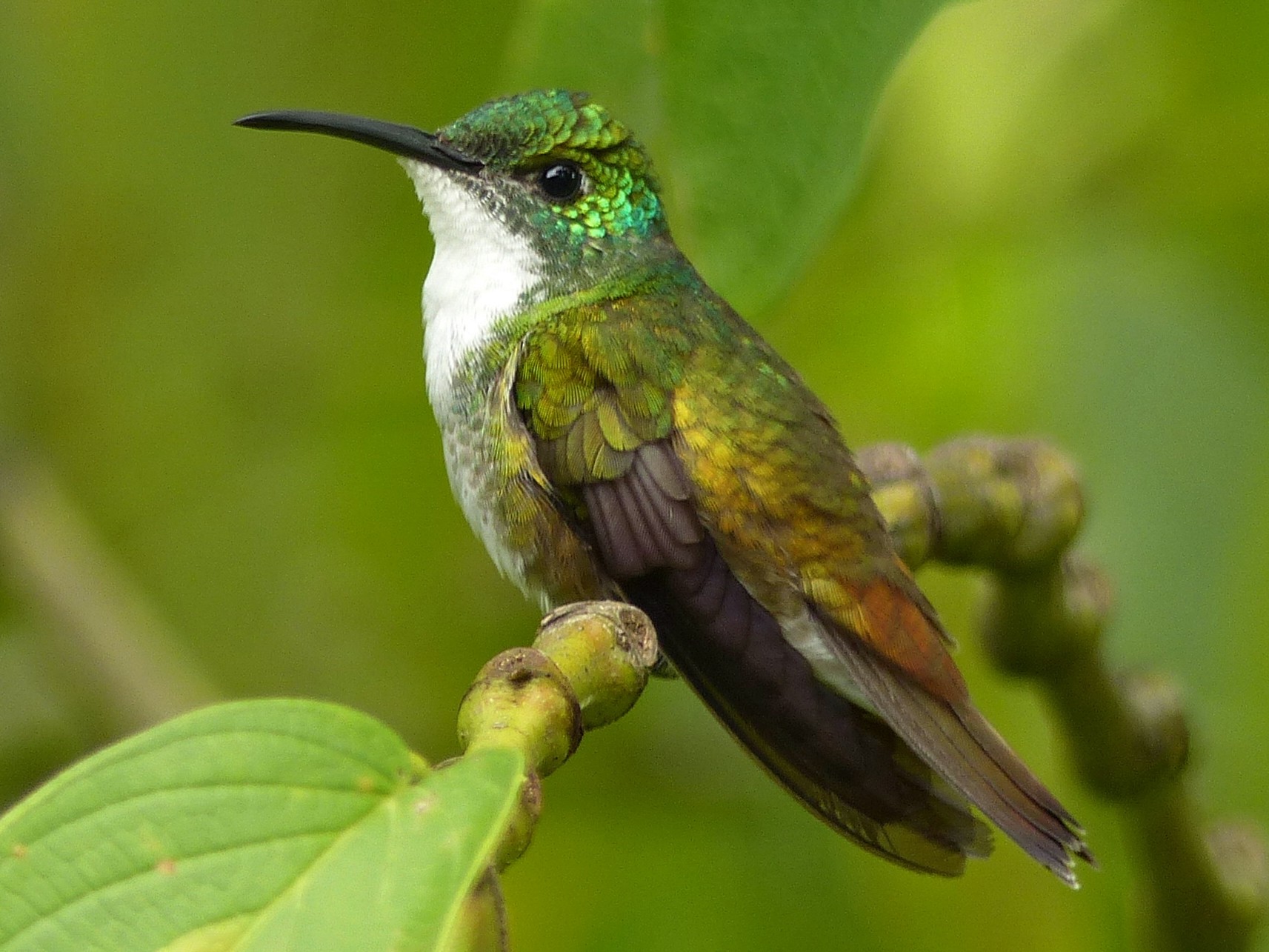 White-chested Emerald - eBird