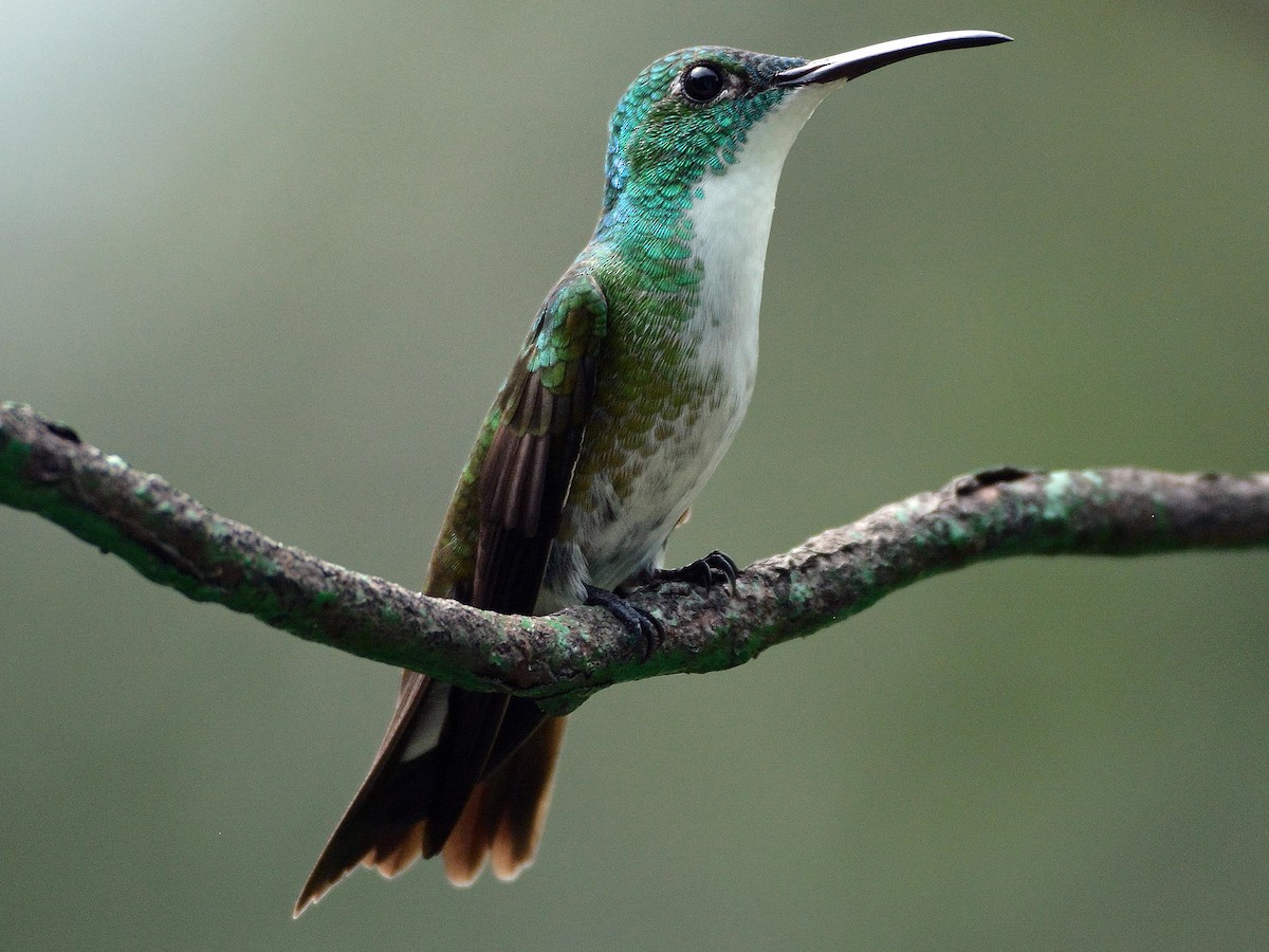 White-chested Emerald - Chrysuronia brevirostris - Birds of the World