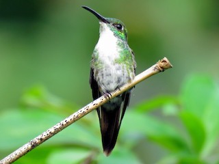 White-chested Emerald - eBird