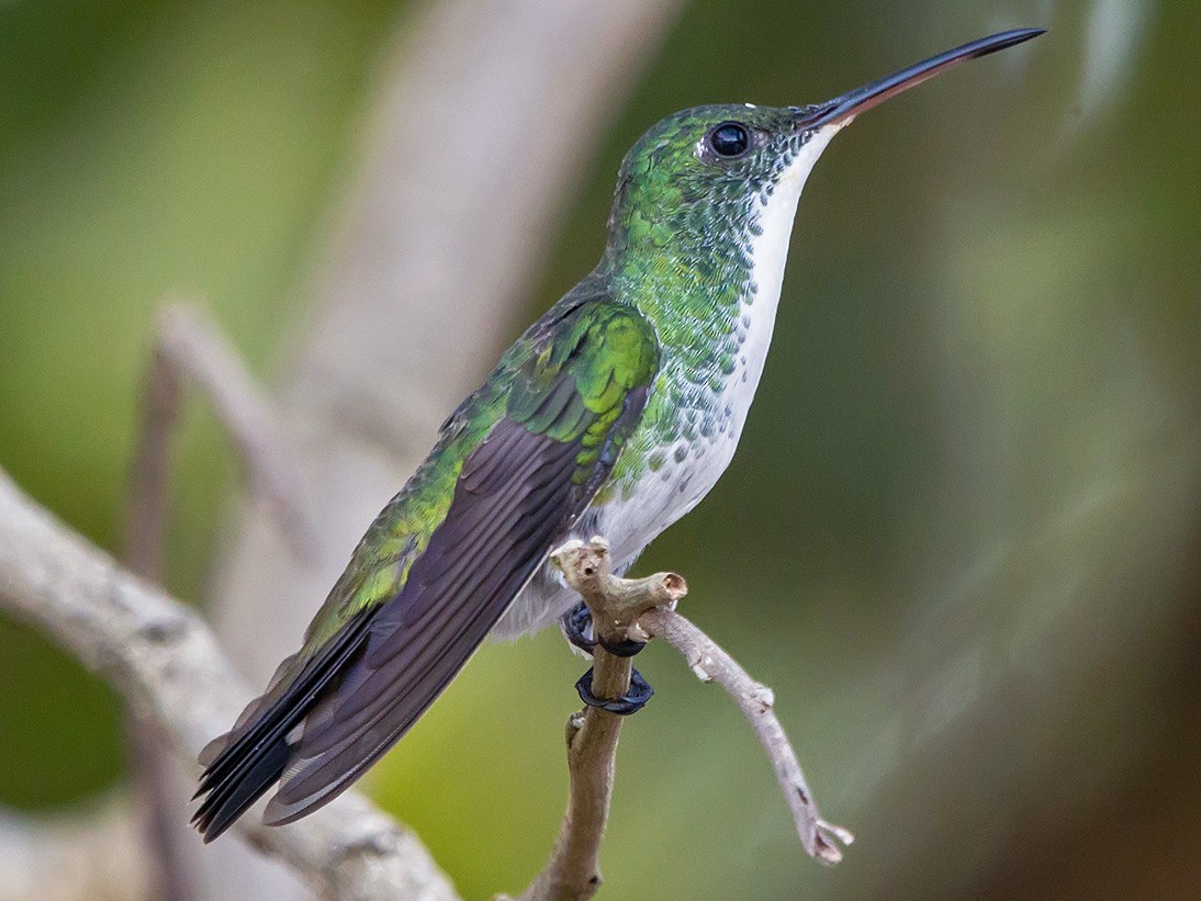 Plain-bellied Emerald - Chrysuronia leucogaster - Birds of the World