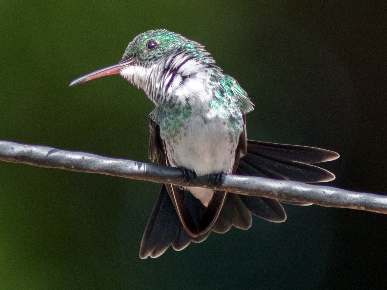 Plain-bellied Emerald - eBird