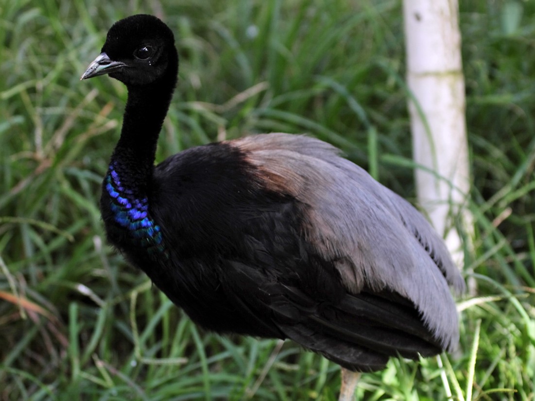 Gray-winged Trumpeter - eBird