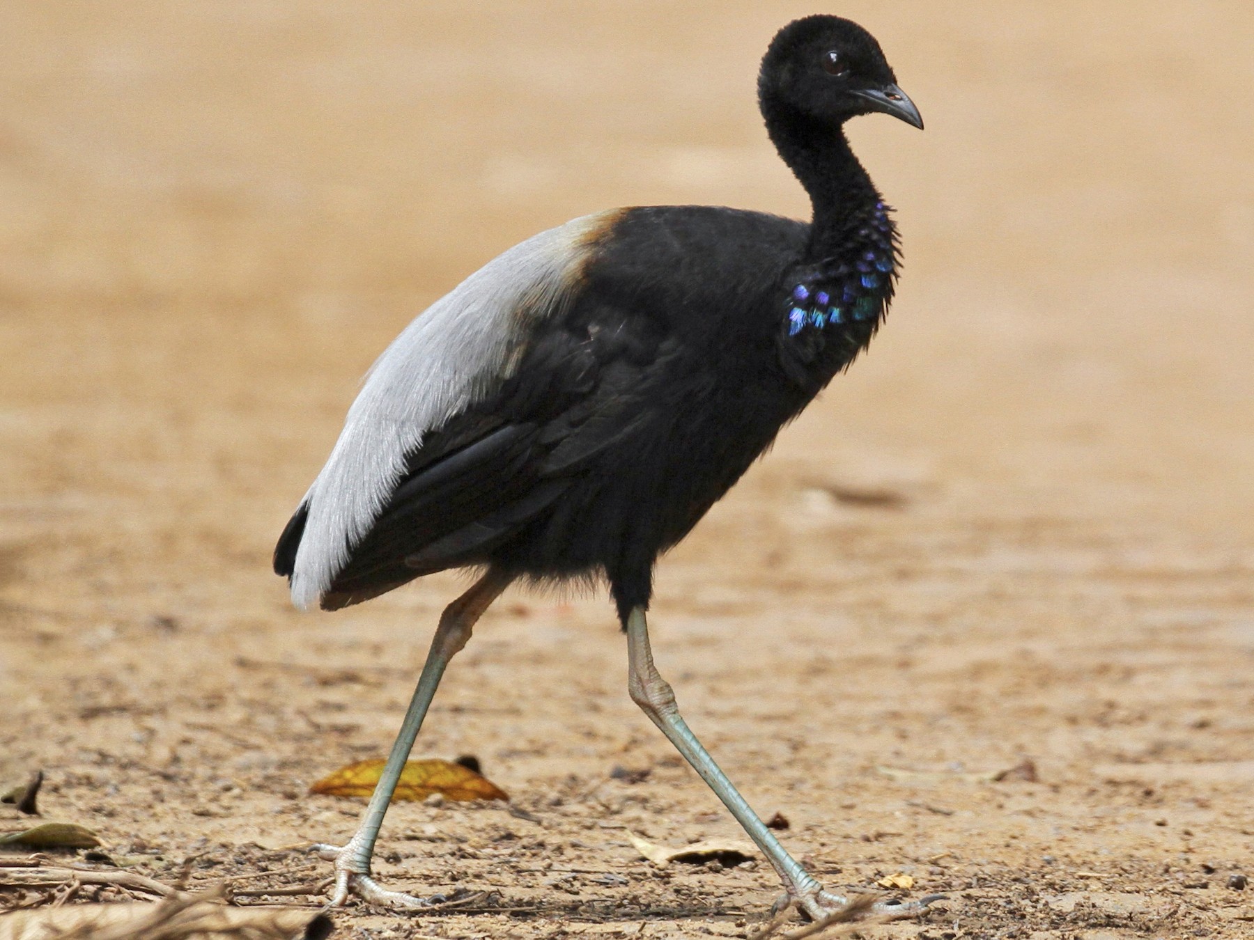 Gray-winged Trumpeter - eBird