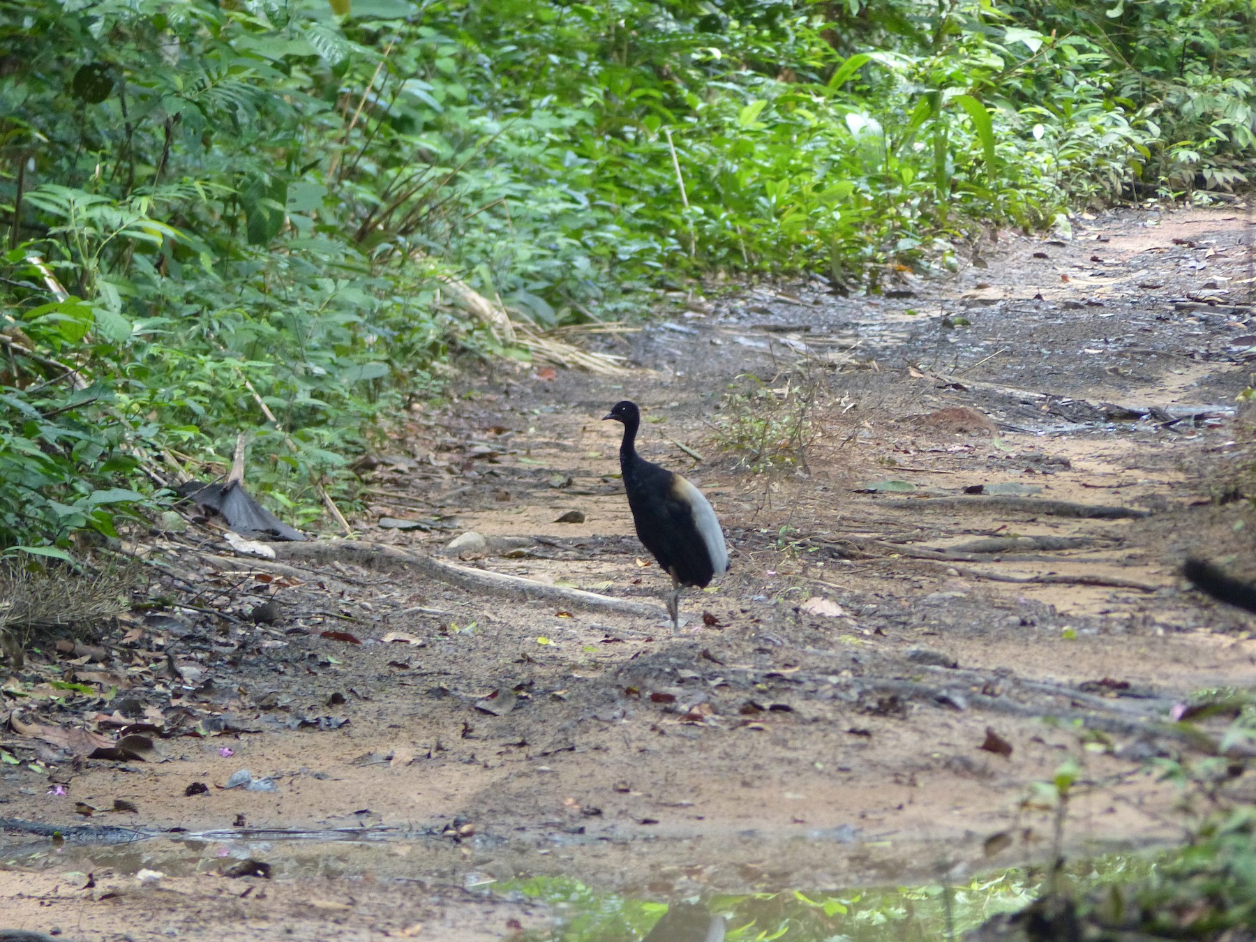 Gray-winged Trumpeter - eBird