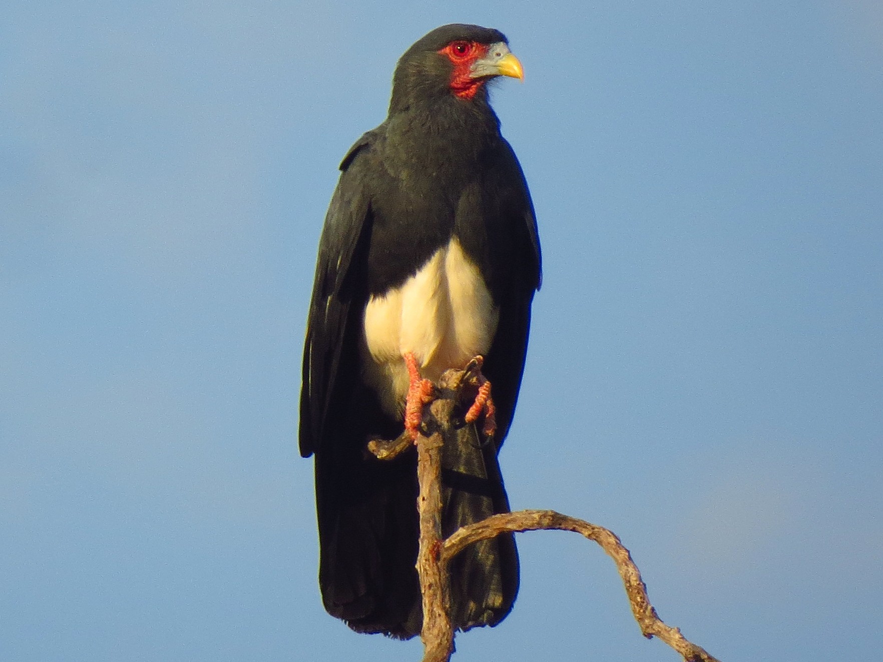 Red-throated Caracara - eBird