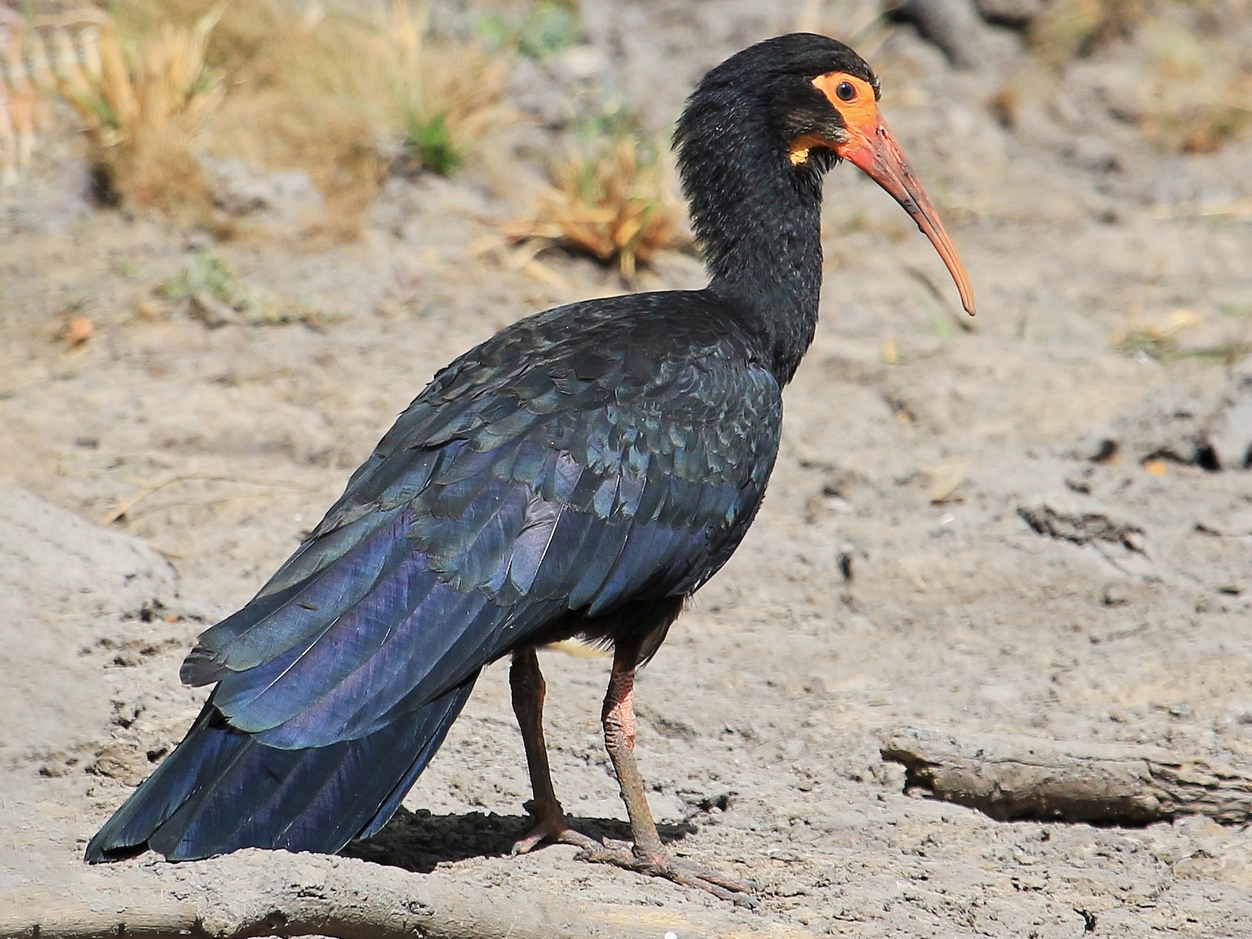 Sharp-tailed Ibis - eBird