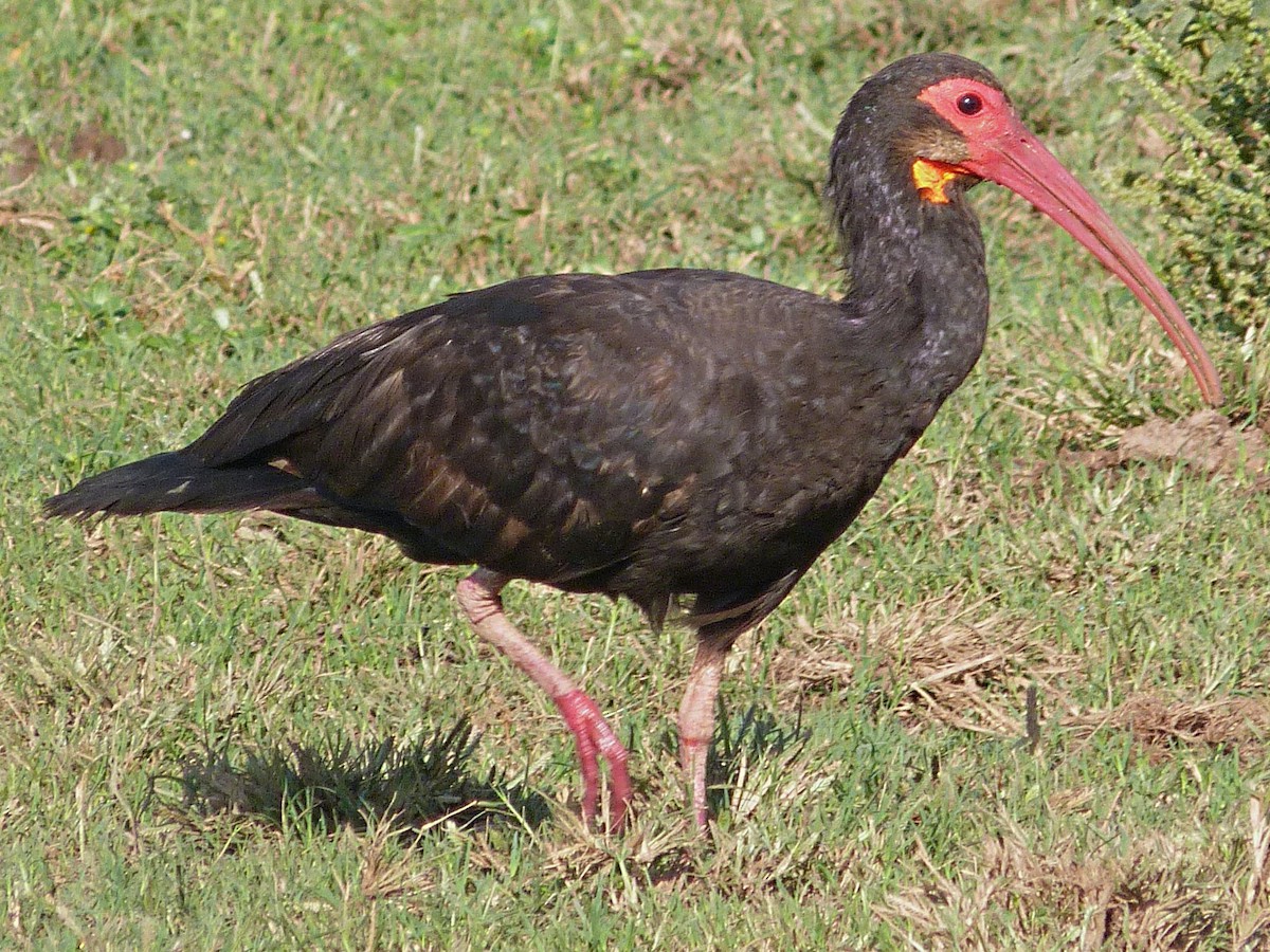 Sharp-tailed Ibis - Cercibis oxycerca - Birds of the World