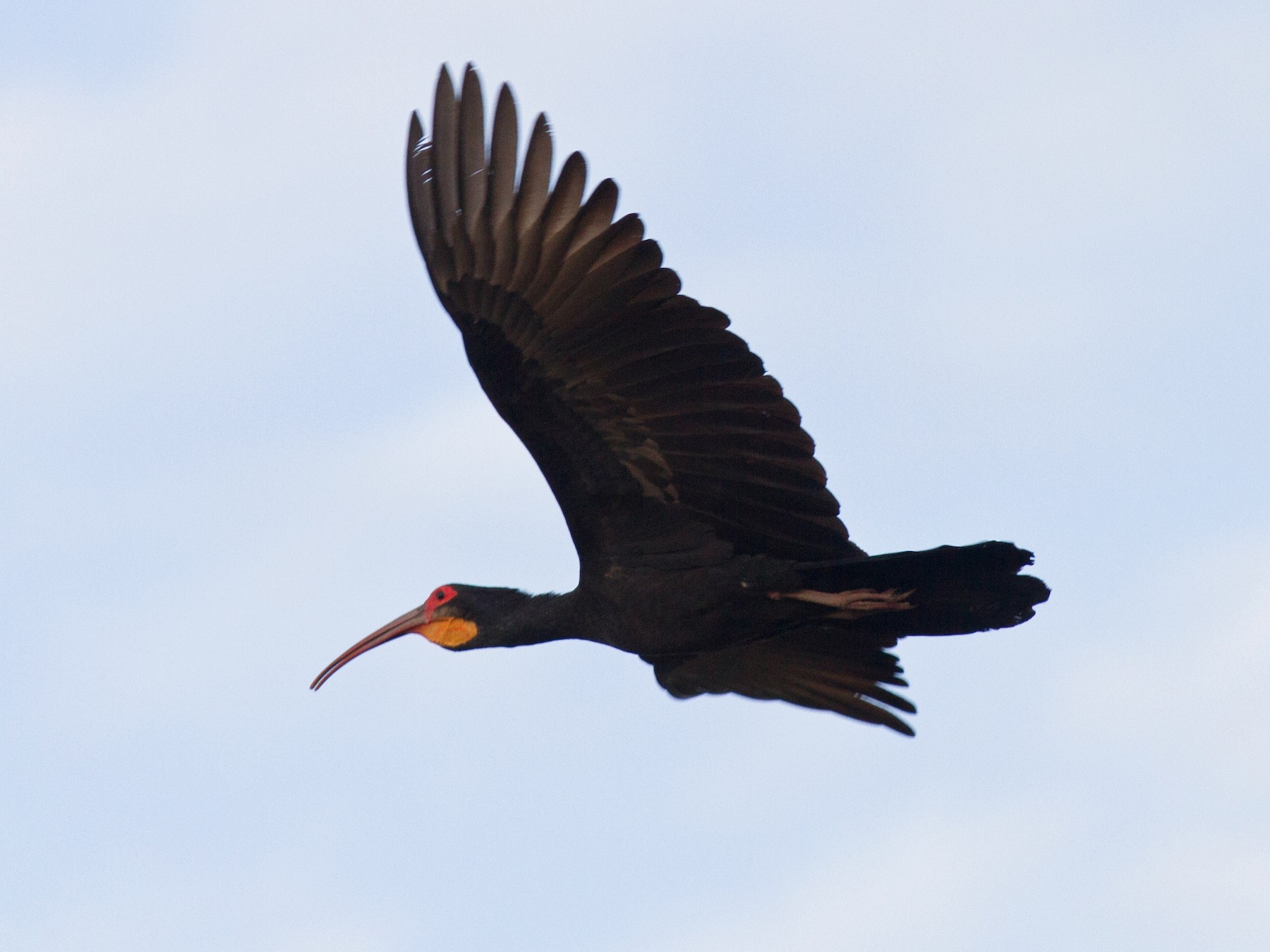 Sharp-tailed Ibis - eBird