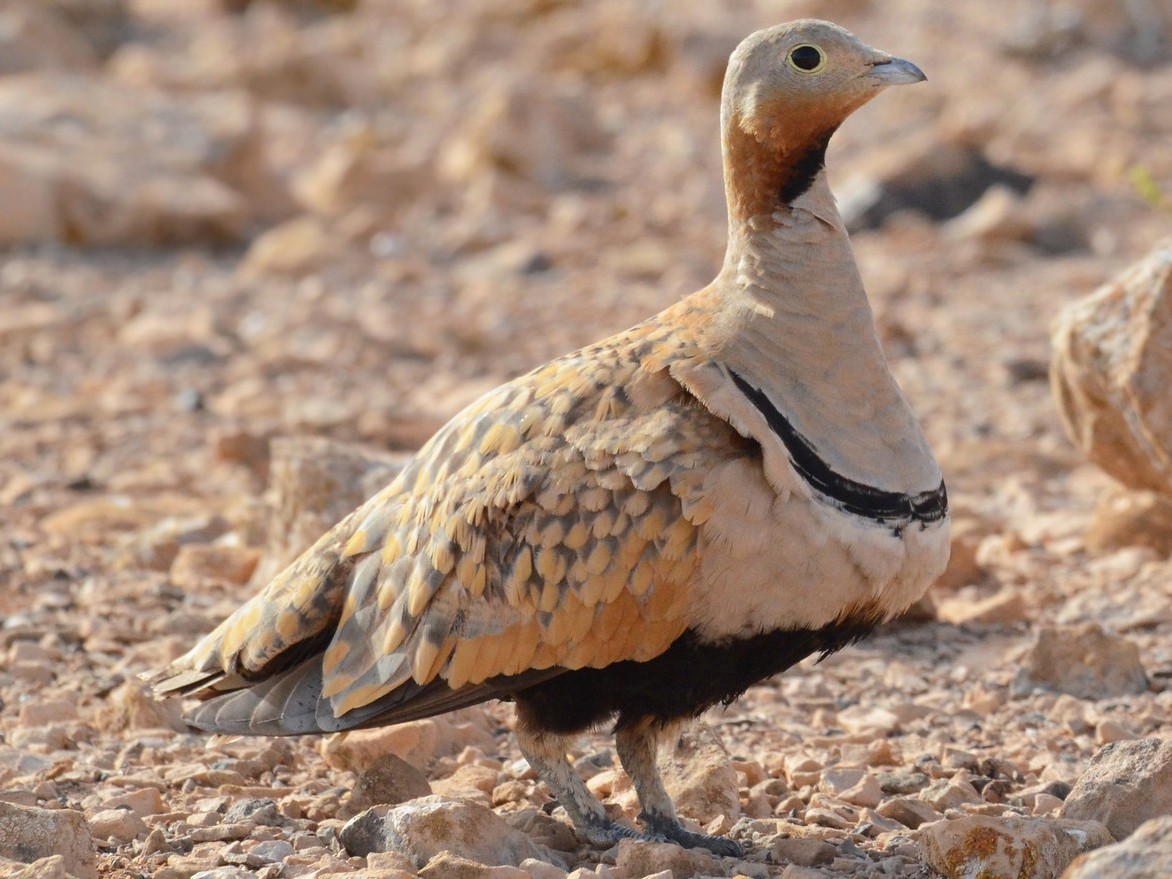 Black-bellied Sandgrouse - eBird