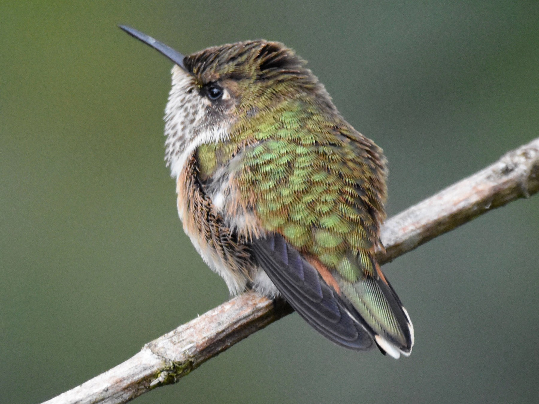 Volcano Hummingbird - eBird