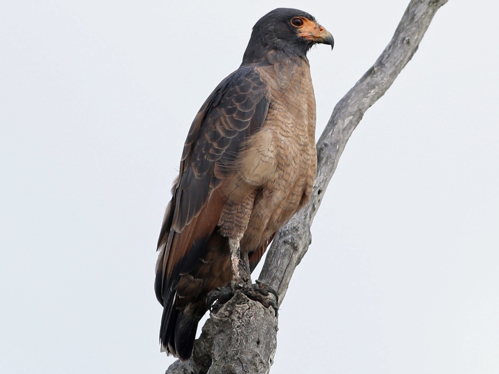 Rufous Crab Hawk - eBird