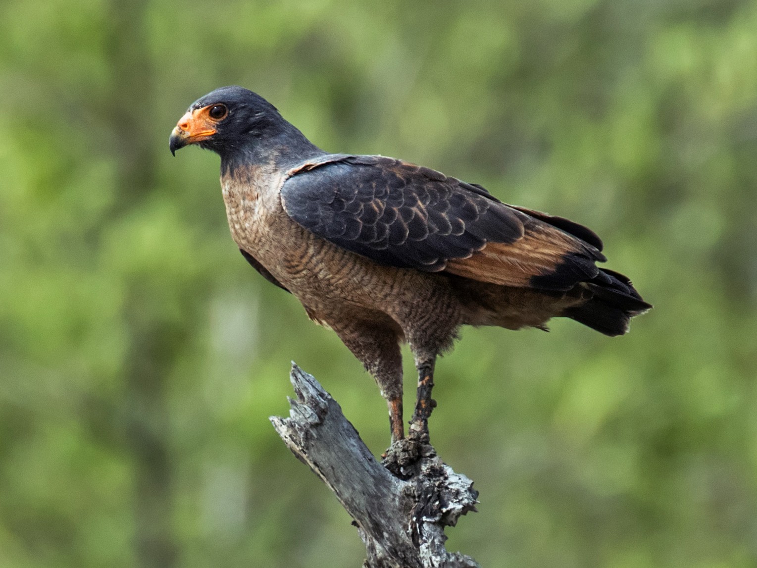 Rufous Crab Hawk - eBird