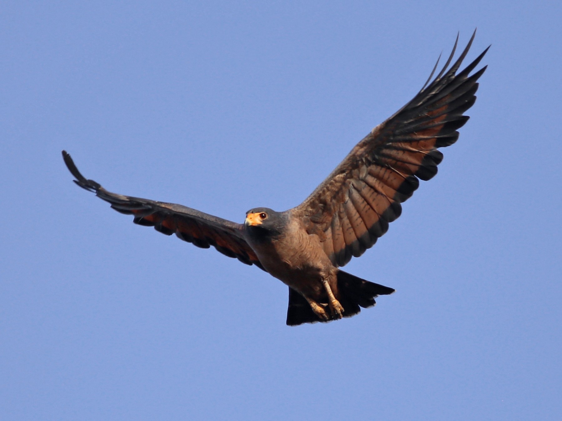 Rufous Crab Hawk - eBird