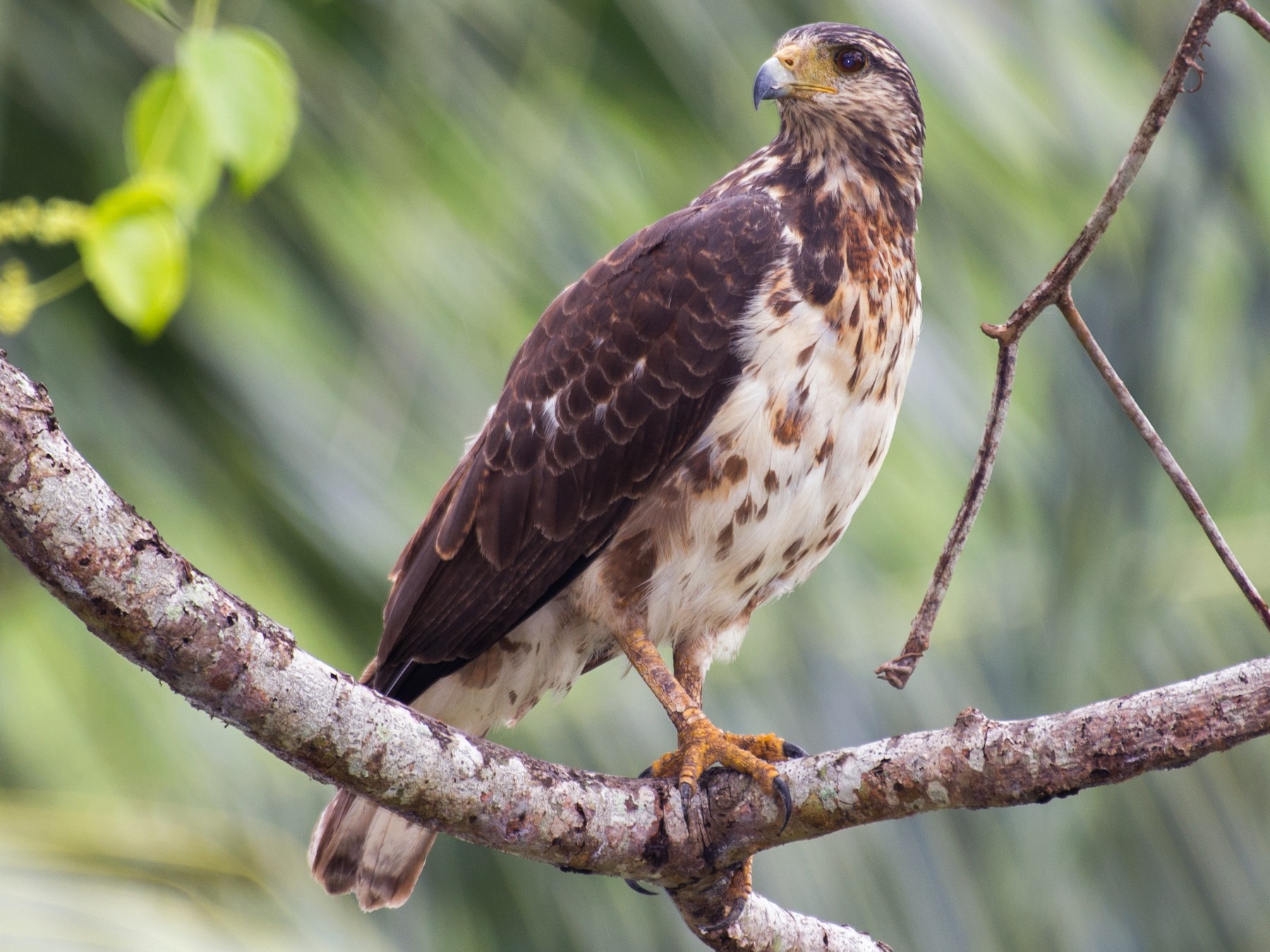 Rufous Crab Hawk - eBird