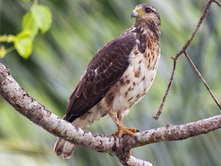 Rufous Crab Hawk - eBird