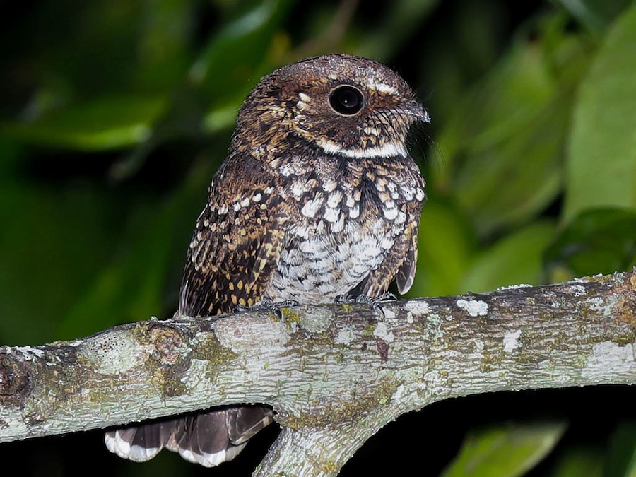 Least Poorwill - eBird