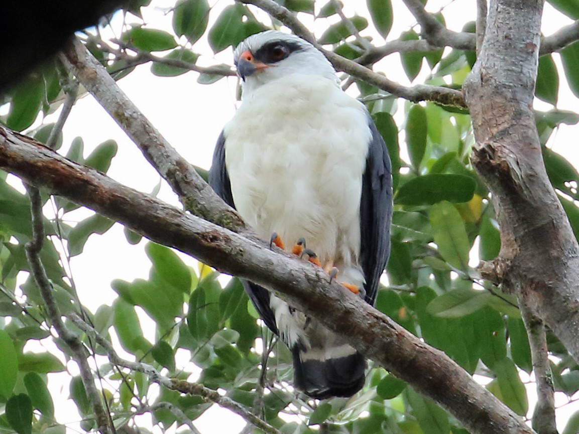 Black-faced Hawk - eBird