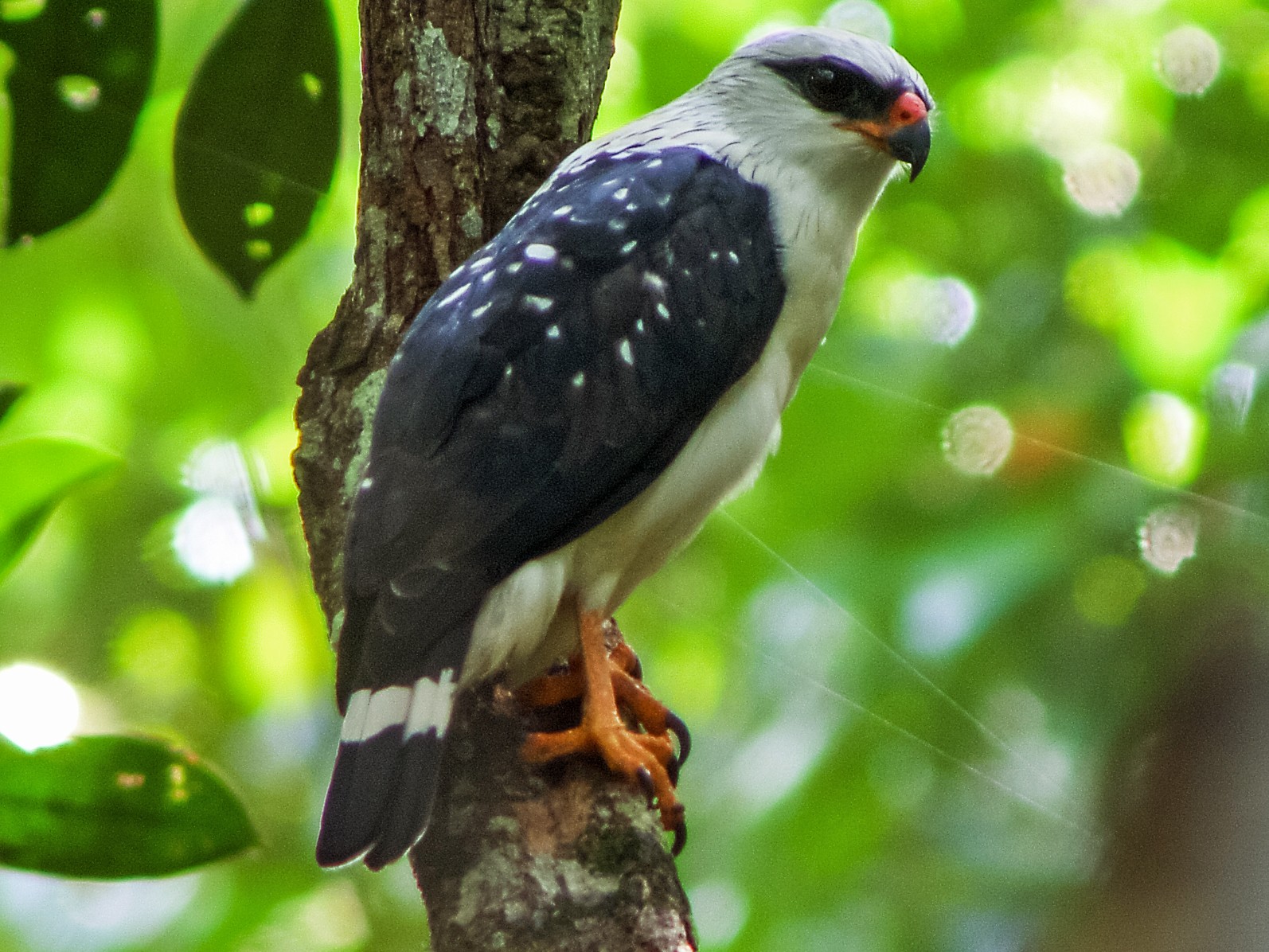Black-faced Hawk - eBird