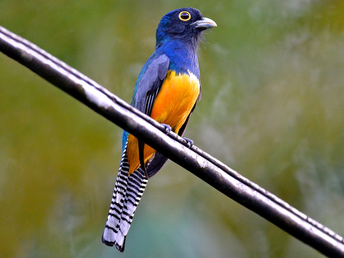 Guianan Trogon - Trogon violaceus - Birds of the World