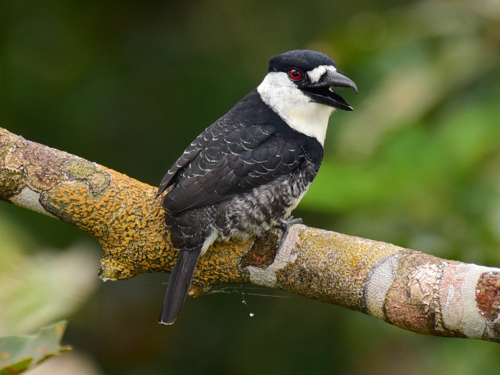 Guianan Puffbird - eBird