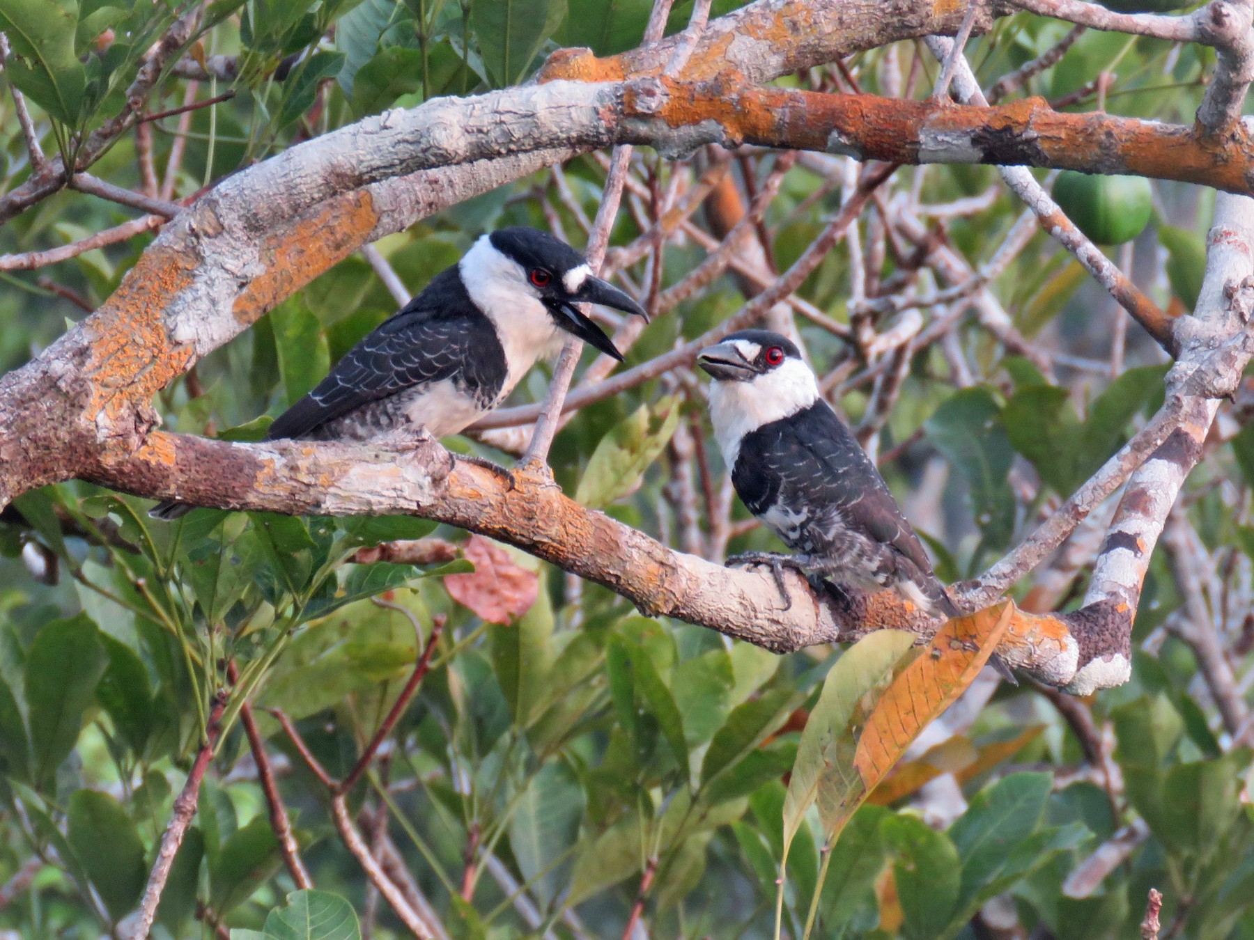 Guianan Puffbird - eBird
