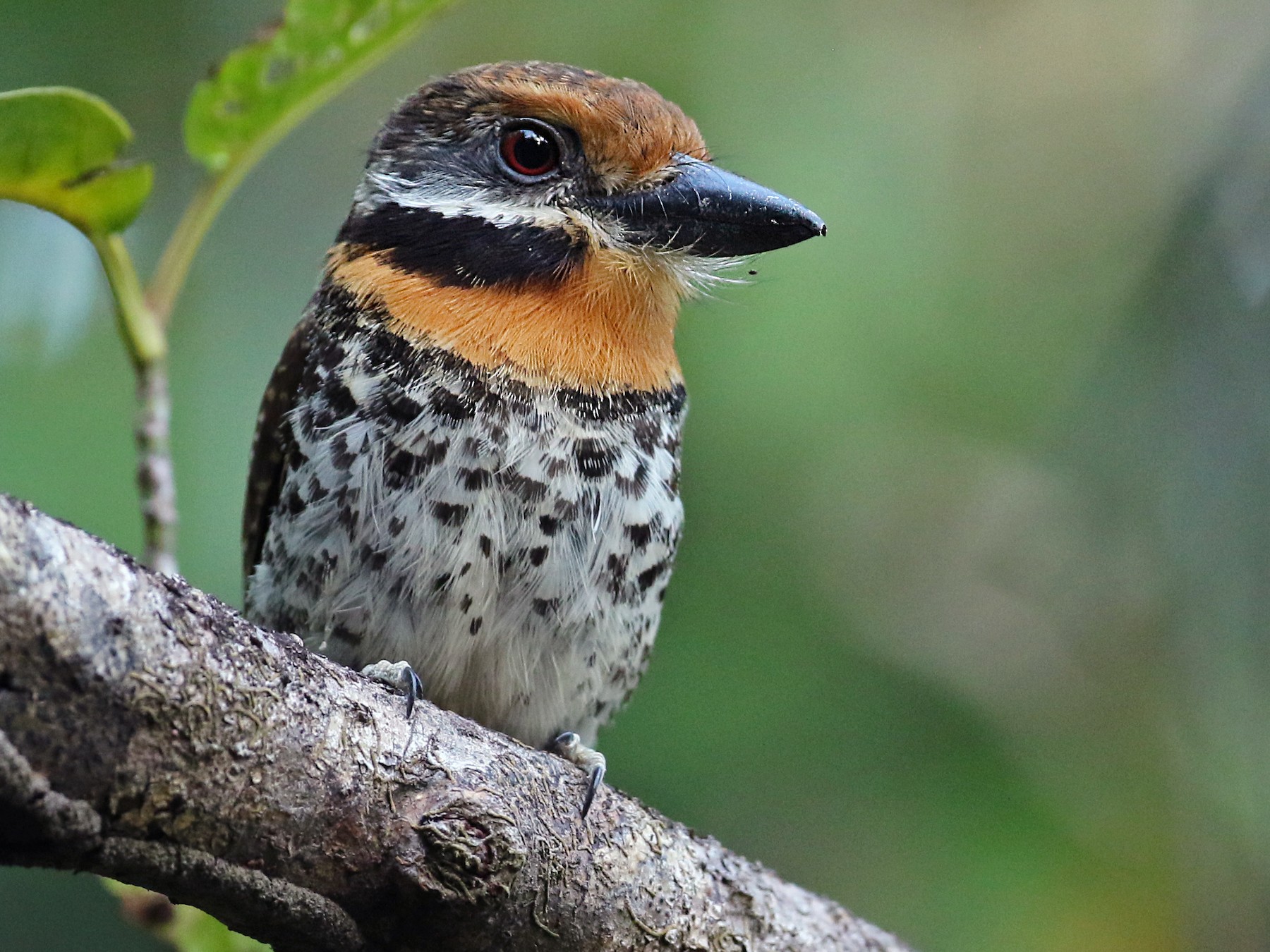 Spotted Puffbird - eBird