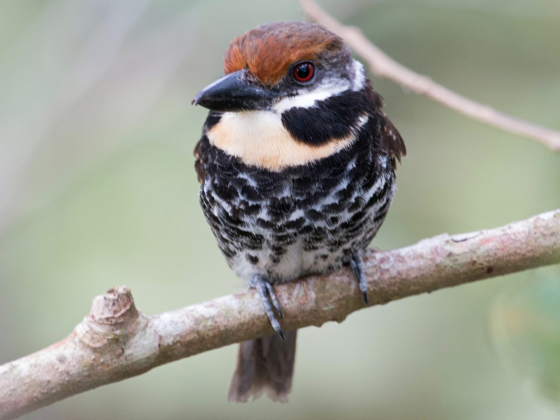 Spotted Puffbird - eBird
