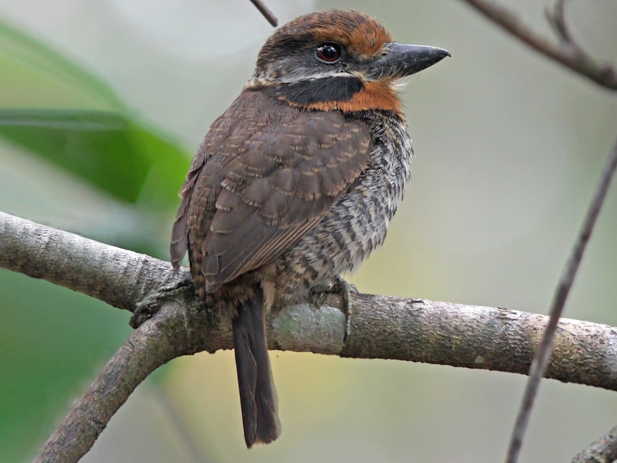 Spotted Puffbird - Bucco tamatia - Birds of the World