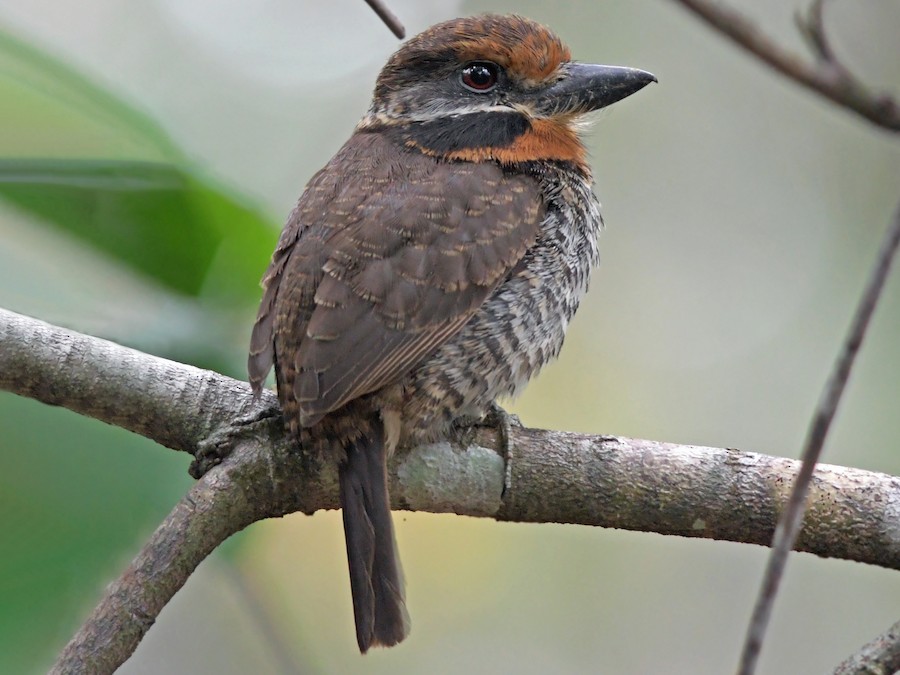 Spotted Puffbird - eBird