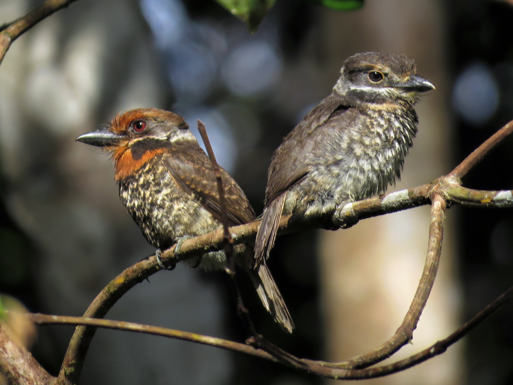 Spotted Puffbird - eBird