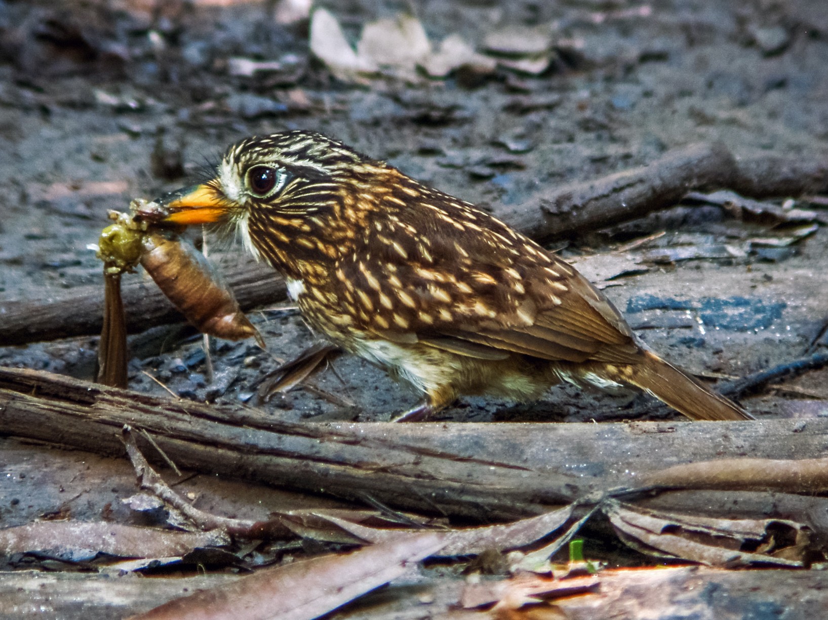 White-chested Puffbird - eBird