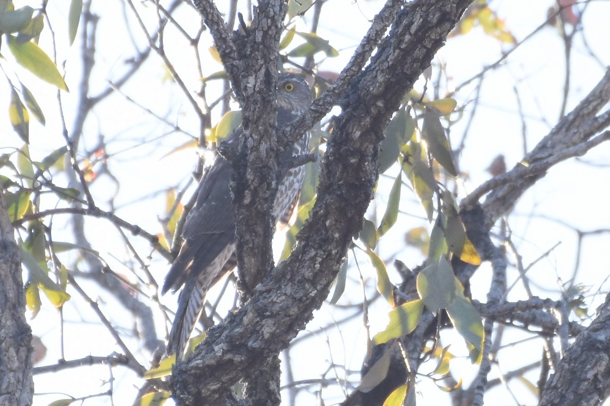 eBird Australia Checklist - 4 Sep 2019 - Kalpowar State Forest - 41 species