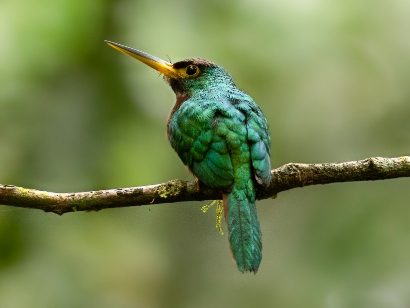 Yellow-billed Jacamar - eBird