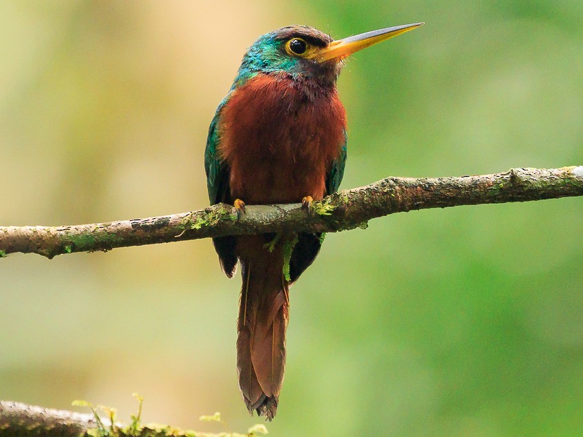 Yellow-billed Jacamar - eBird