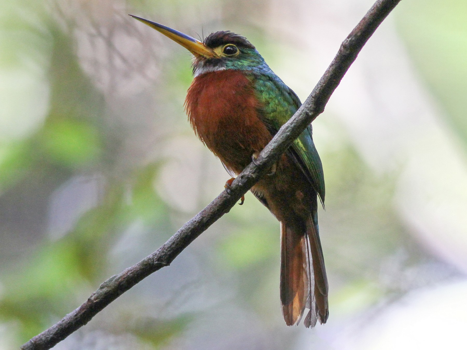 Yellow-billed Jacamar - eBird
