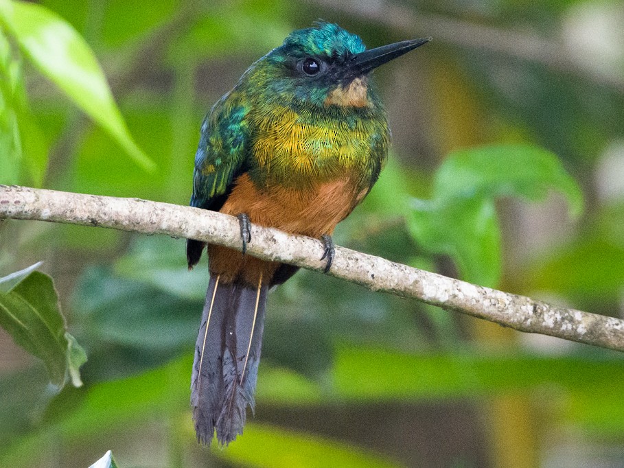 Green-tailed Jacamar - eBird