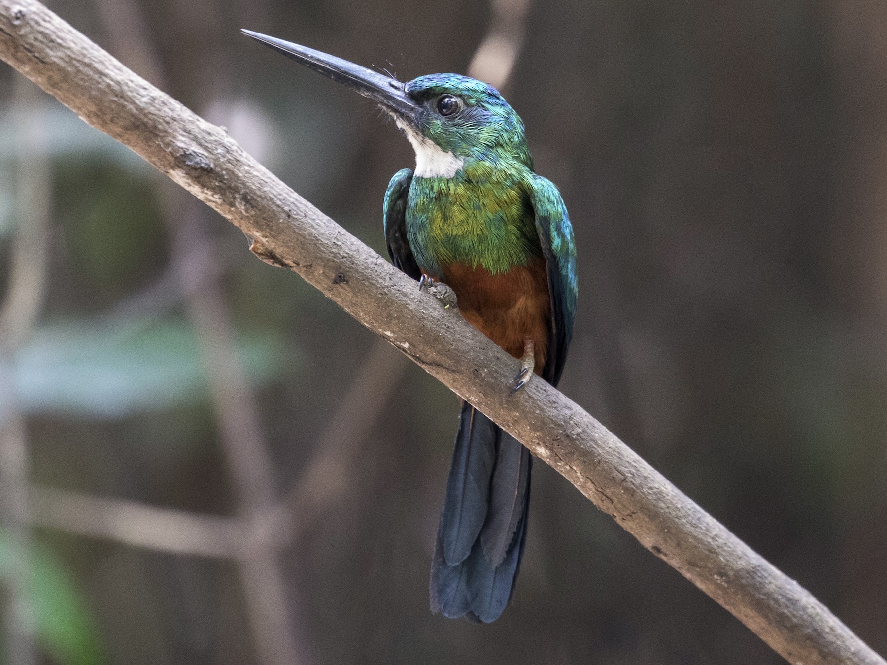 Green-tailed Jacamar - eBird