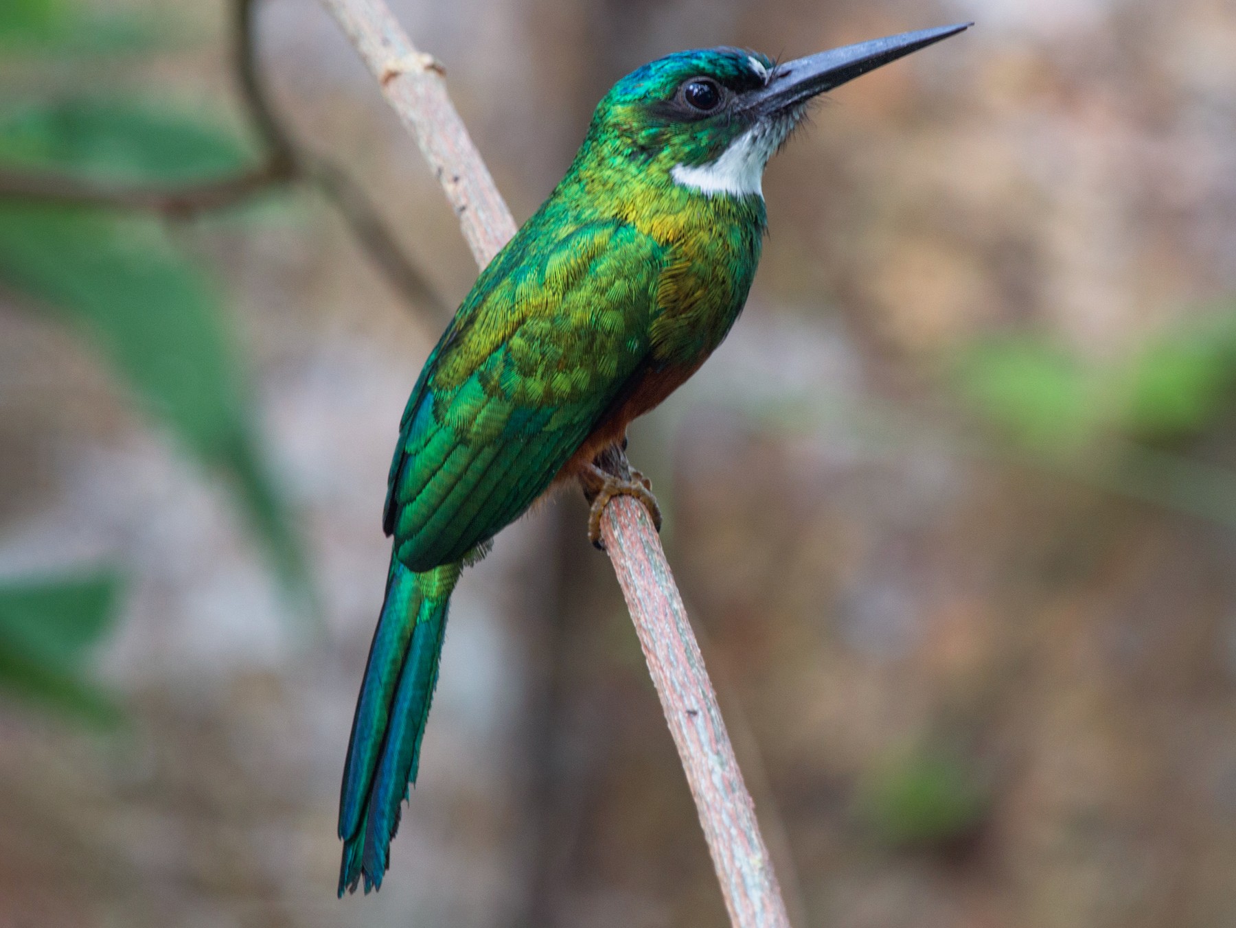 Green-tailed Jacamar - eBird