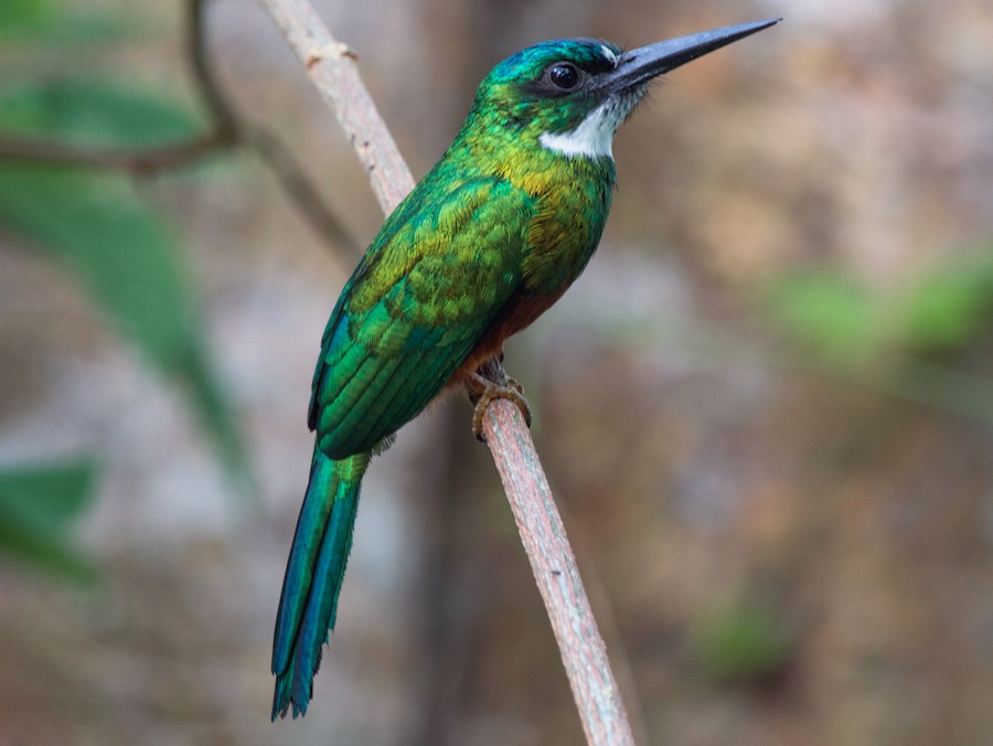 Green-tailed Jacamar - eBird