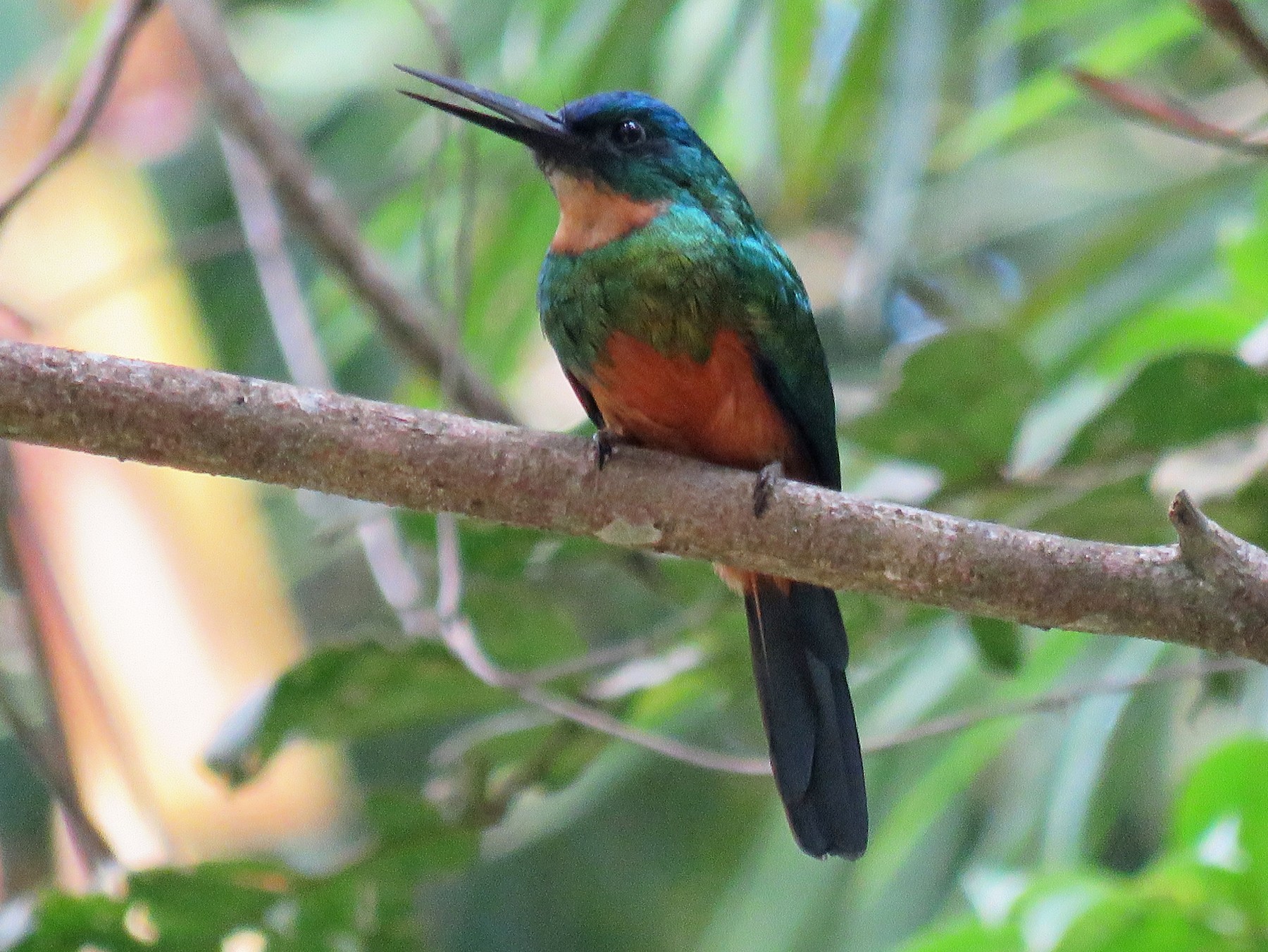 Green-tailed Jacamar - eBird