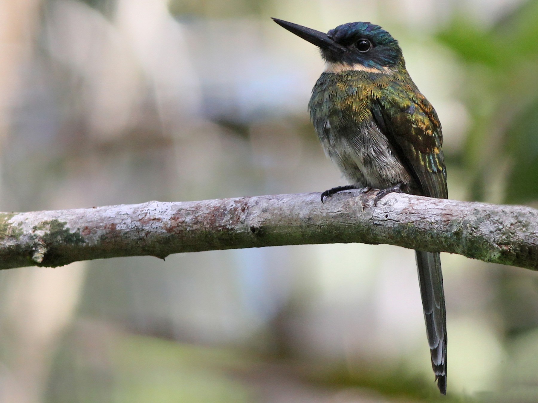 Bronzy Jacamar - eBird