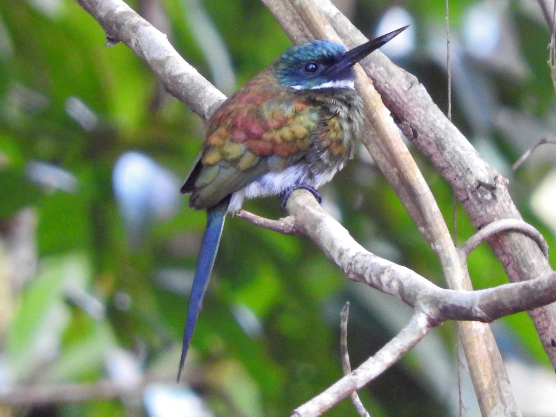 Bronzy Jacamar - eBird