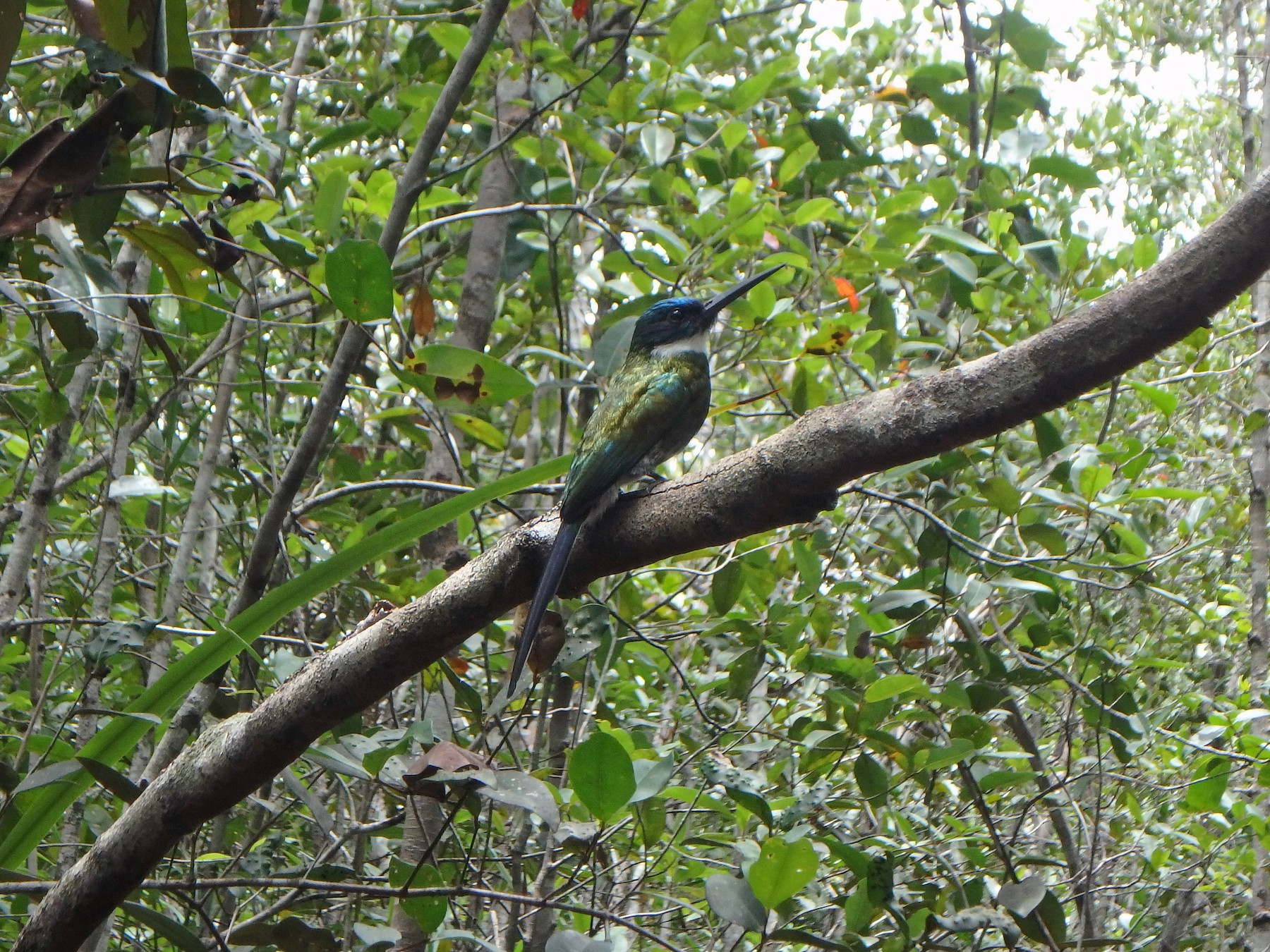 Jacamará bronceado - eBird