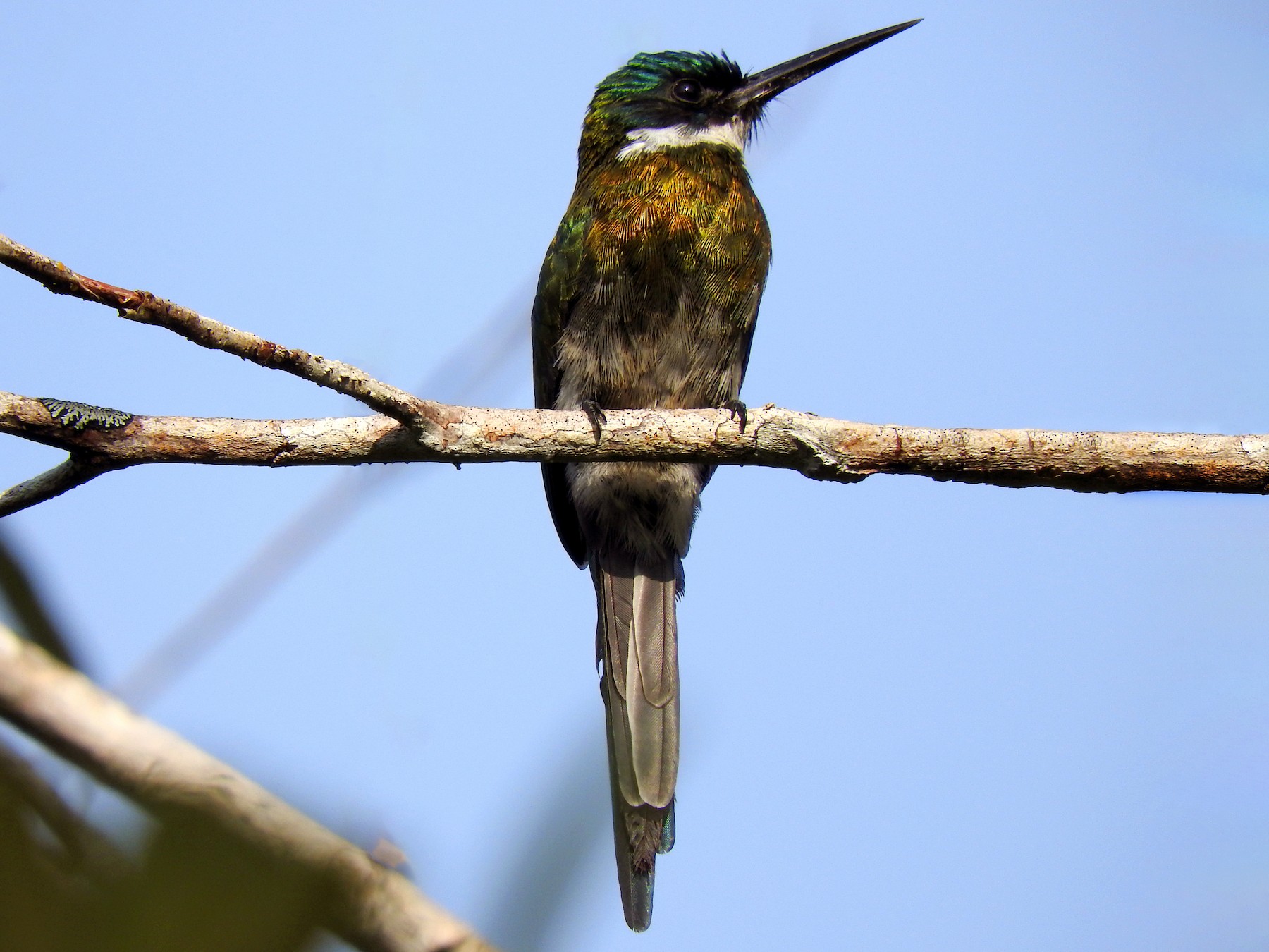 Bronzy Jacamar - eBird